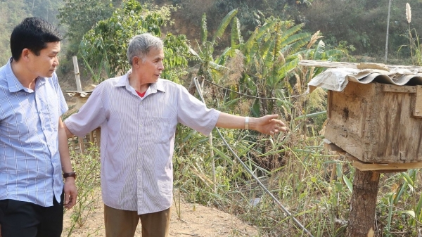 Sơn La: Nuôi ong rừng lấy mật ở Nậm Lạnh